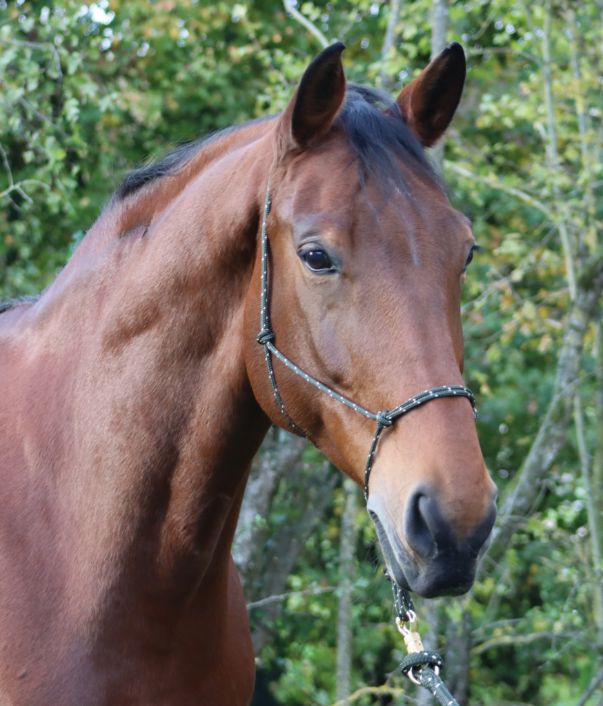Nouvelle collection : Licol en corde - Équitation Éthologique - Haras de La Cense