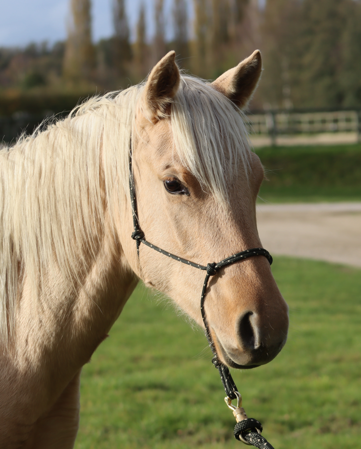 Nouvelle collection : Licol en corde - Équitation Éthologique - Haras de La Cense
