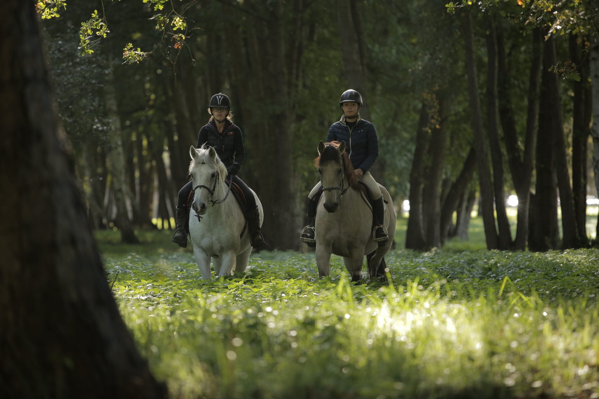 Balade en forêt - Haras de La Cense - Yvelines 78