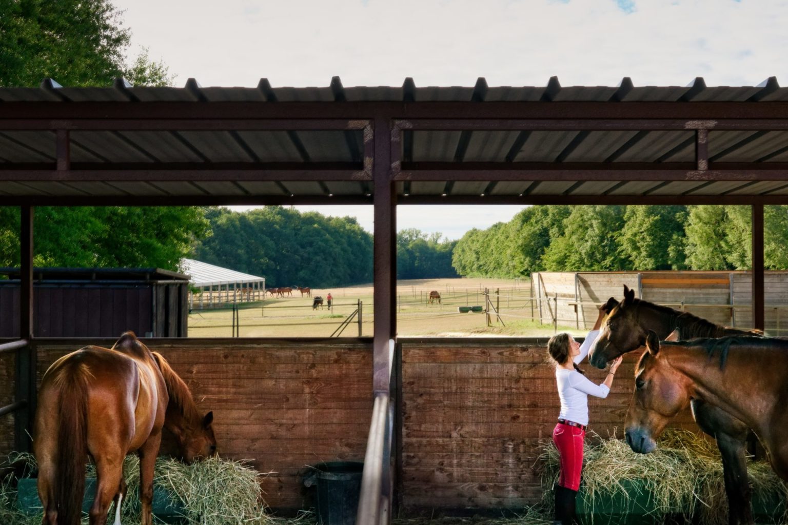 Capacité Détenteur d'Equidé - Haras de La Cense