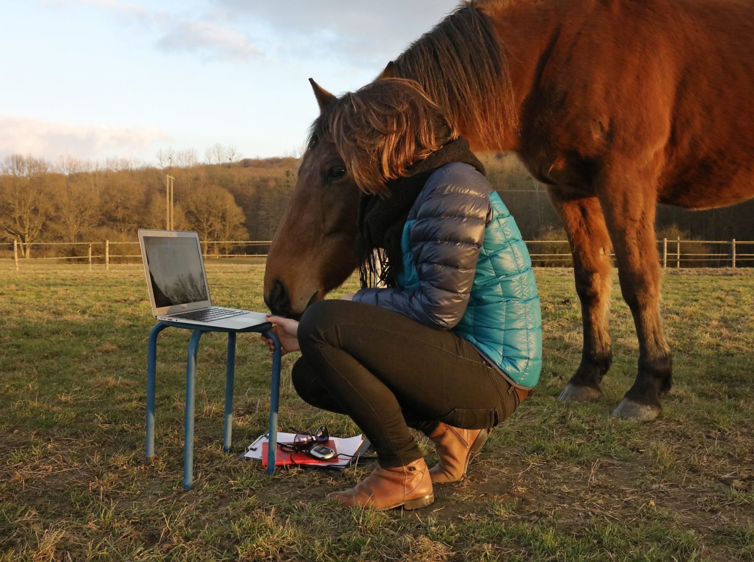 Haras de la Cense - Yvelines (78) - Haras de La Cense
