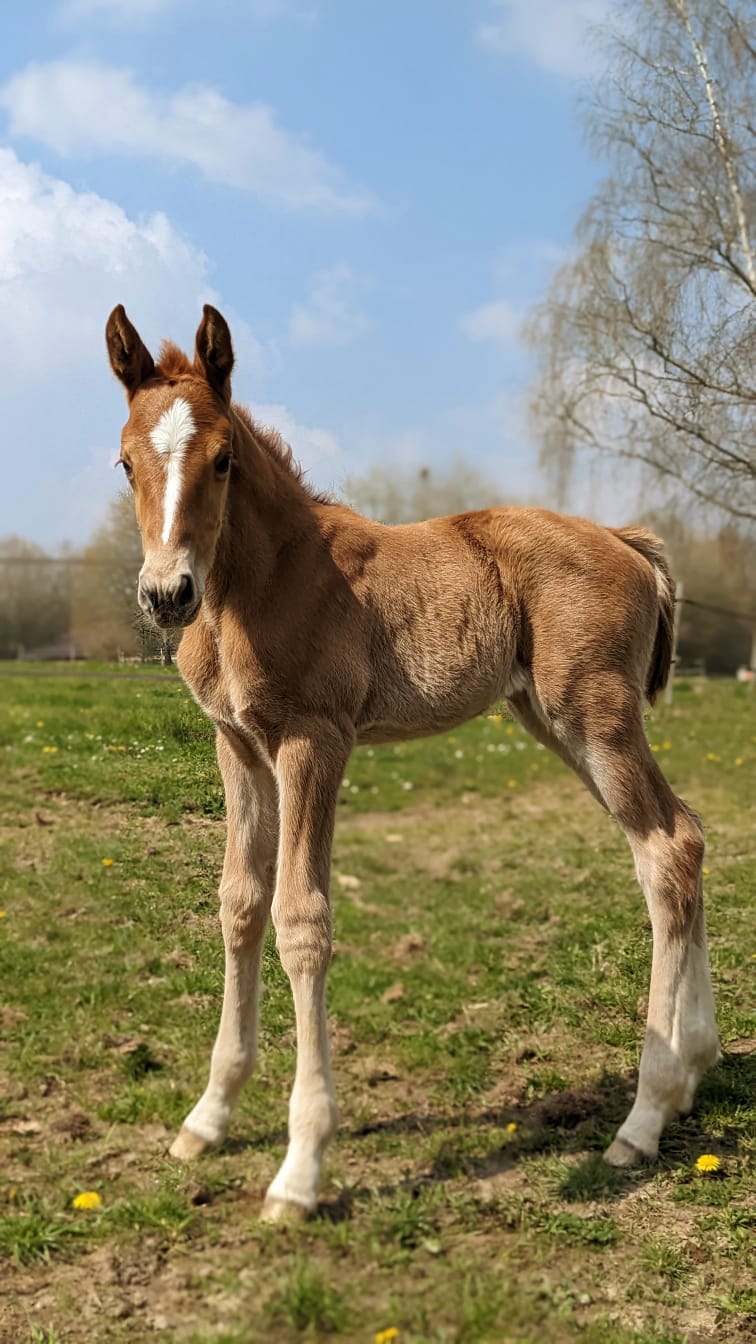 Evolution de Nazarée - Octobre 2023 - Haras de La Cense